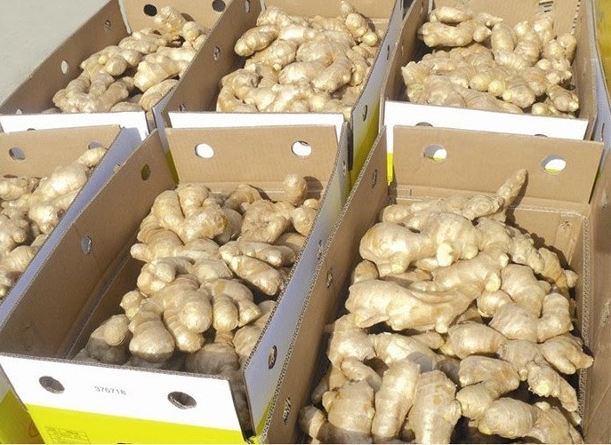 Ginger – Stn Agri Import- Export